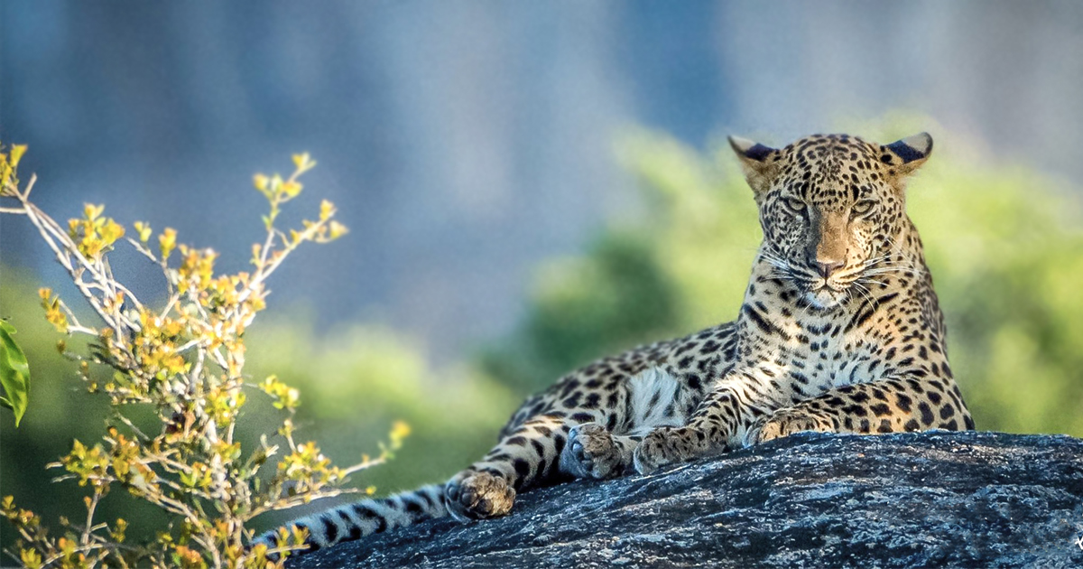 Things to Do in Yala | The Ultimate List